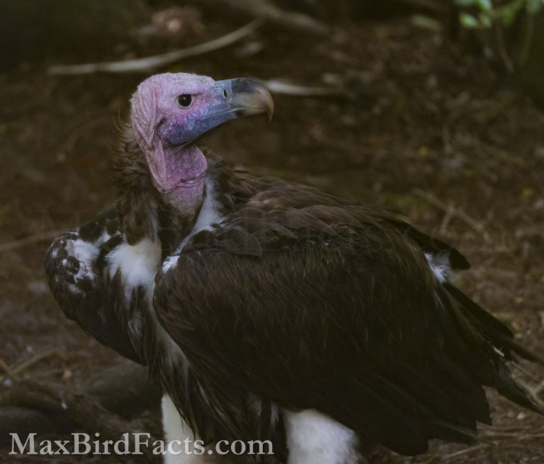 Vulture Lifespan – What is a Vulture? - Welcome to MaxBirdFacts.com!!!