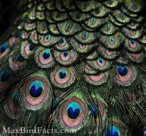 Structural Color vs. Pigment Color – Reflecting or Refracting Light ...