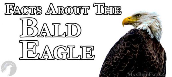 15 Facts About The Bald Eagle – A National Symbol of Success - Welcome ...