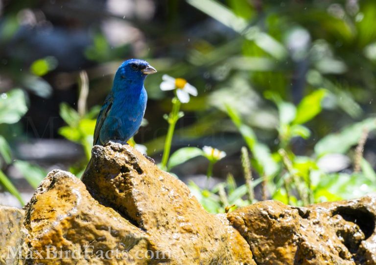What Colors Can Birds See — Why Do Birds Have Colorful Feathers ...