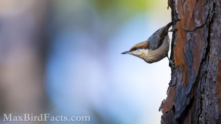 My Top 10 Hotspots for Birding Central Florida – Part 1 of 3