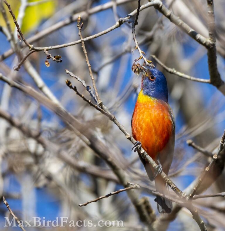 My Top 10 Hotspots for Birding Central Florida – Part 2 of 3